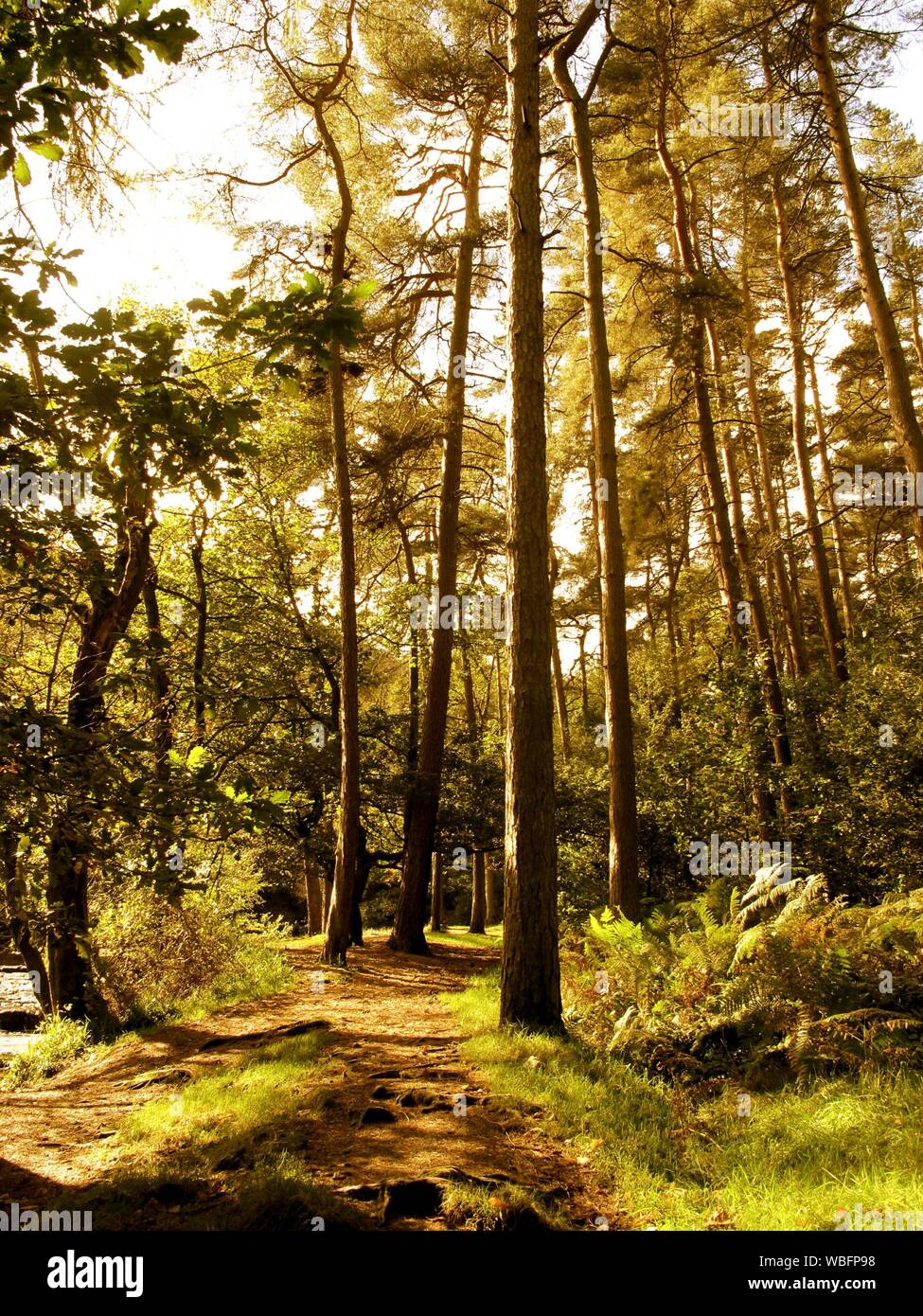 Growing oldham hi-res stock photography and images - Alamy