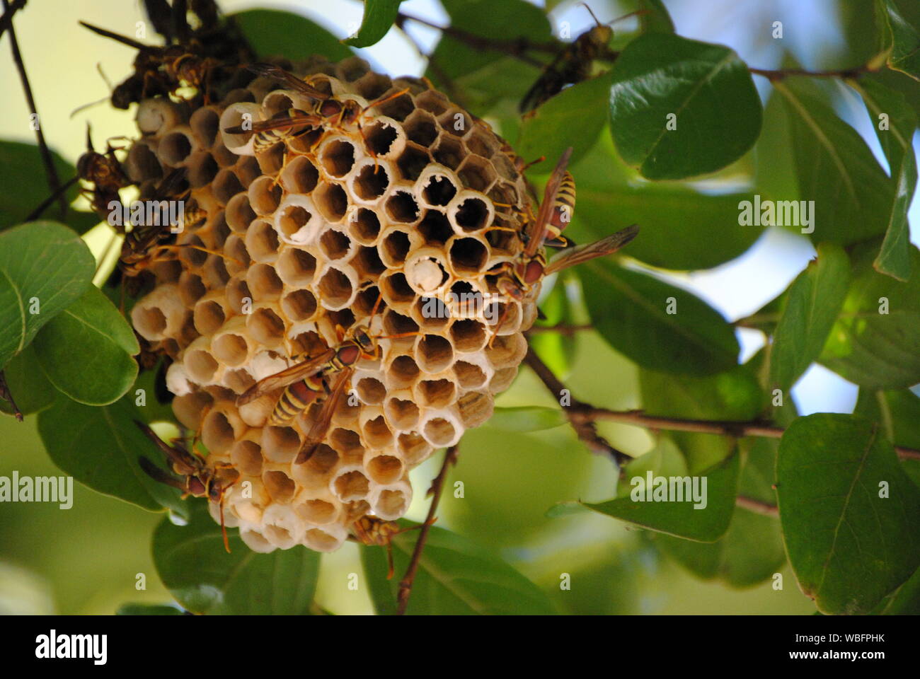 Hornet group hi-res stock photography and images - Alamy