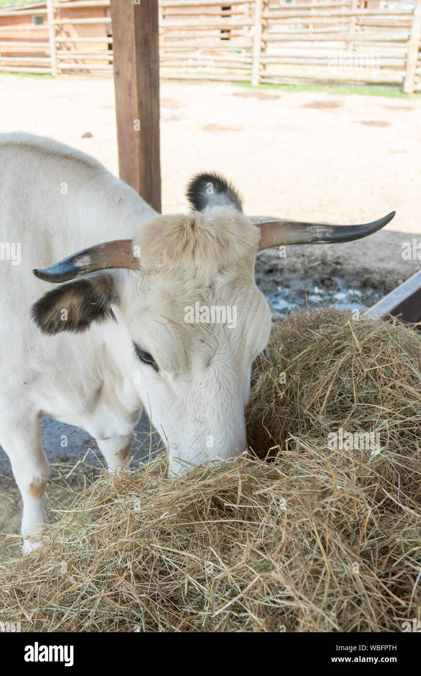 A black and white cow chewing hay behind the corral fence. Cows eat hay ...