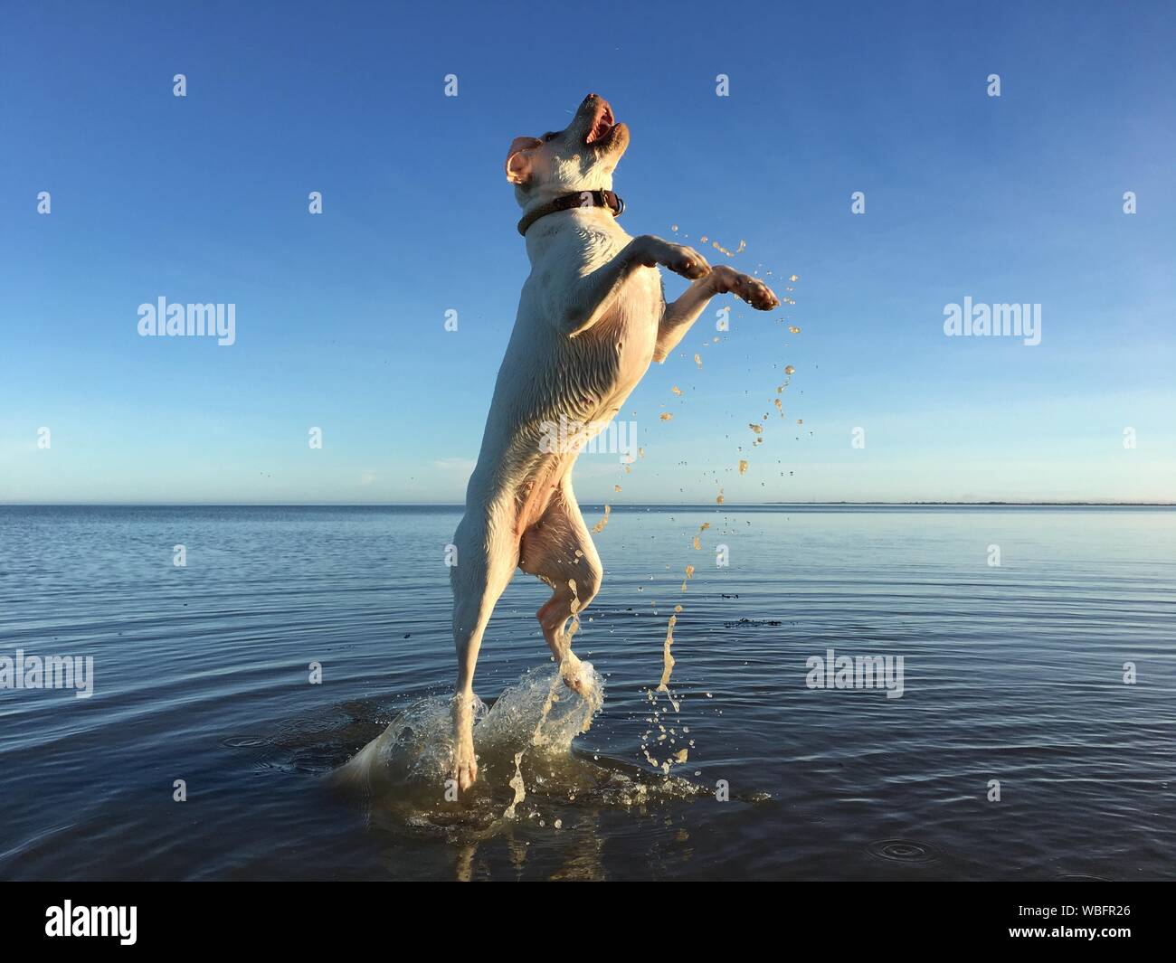 Funny jumping animals hi-res stock photography and images - Alamy