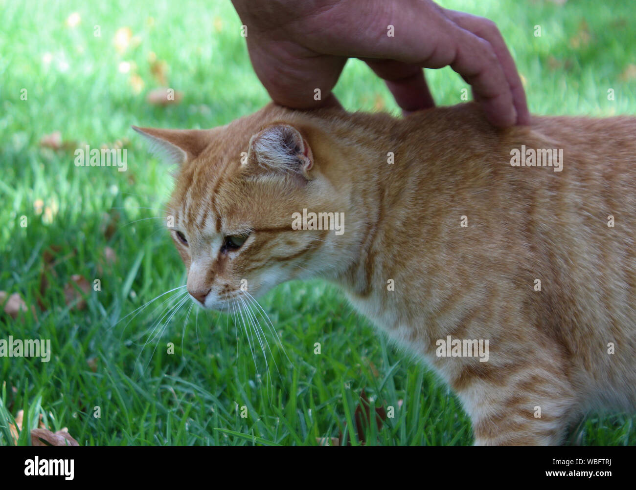 People and animals - human hand cuddling a cute red tabby cat Stock ...