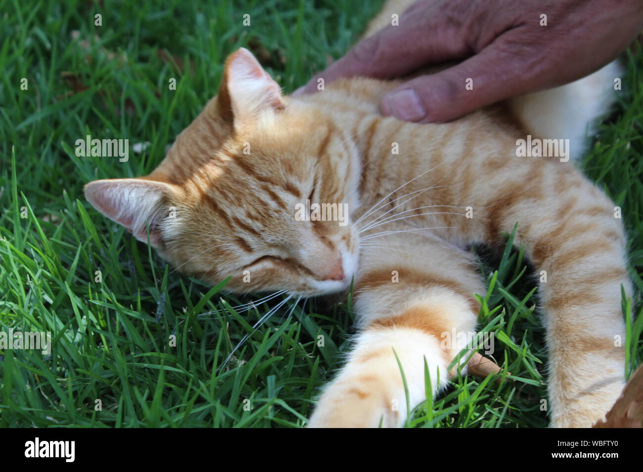 People and animals - human hand touching a cute red tabby cat Stock ...