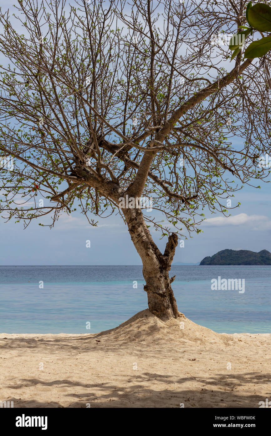 Tree a beach in the Philippines Stock Photo - Alamy