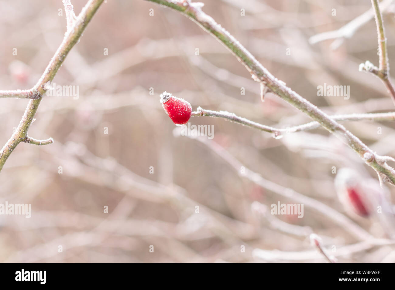 Rose hips covered in snow hi-res stock photography and images - Alamy