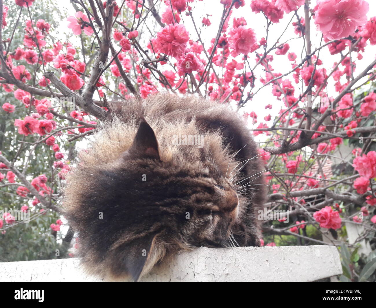 Domestic cat cherry tree hi-res stock photography and images - Alamy