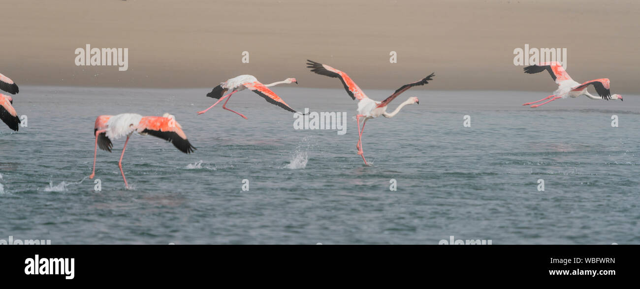 Flamingos in flight over a salt marsh in Namibia Stock Photo - Alamy
