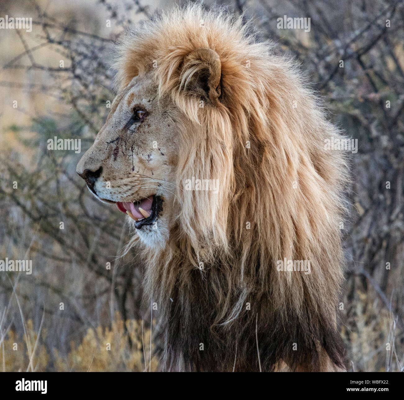 Adult male lion stands in short dry grass in Botswana Stock Photo - Alamy