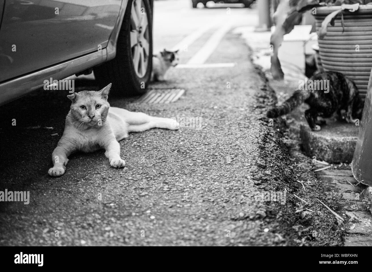Stray Animals Black and White Stock Photos & Images - Alamy
