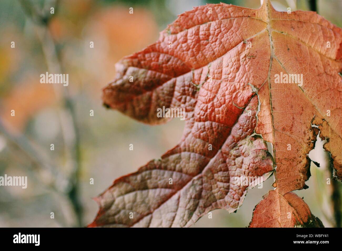 Rotten Leaf High Resolution Stock Photography and Images - Alamy
