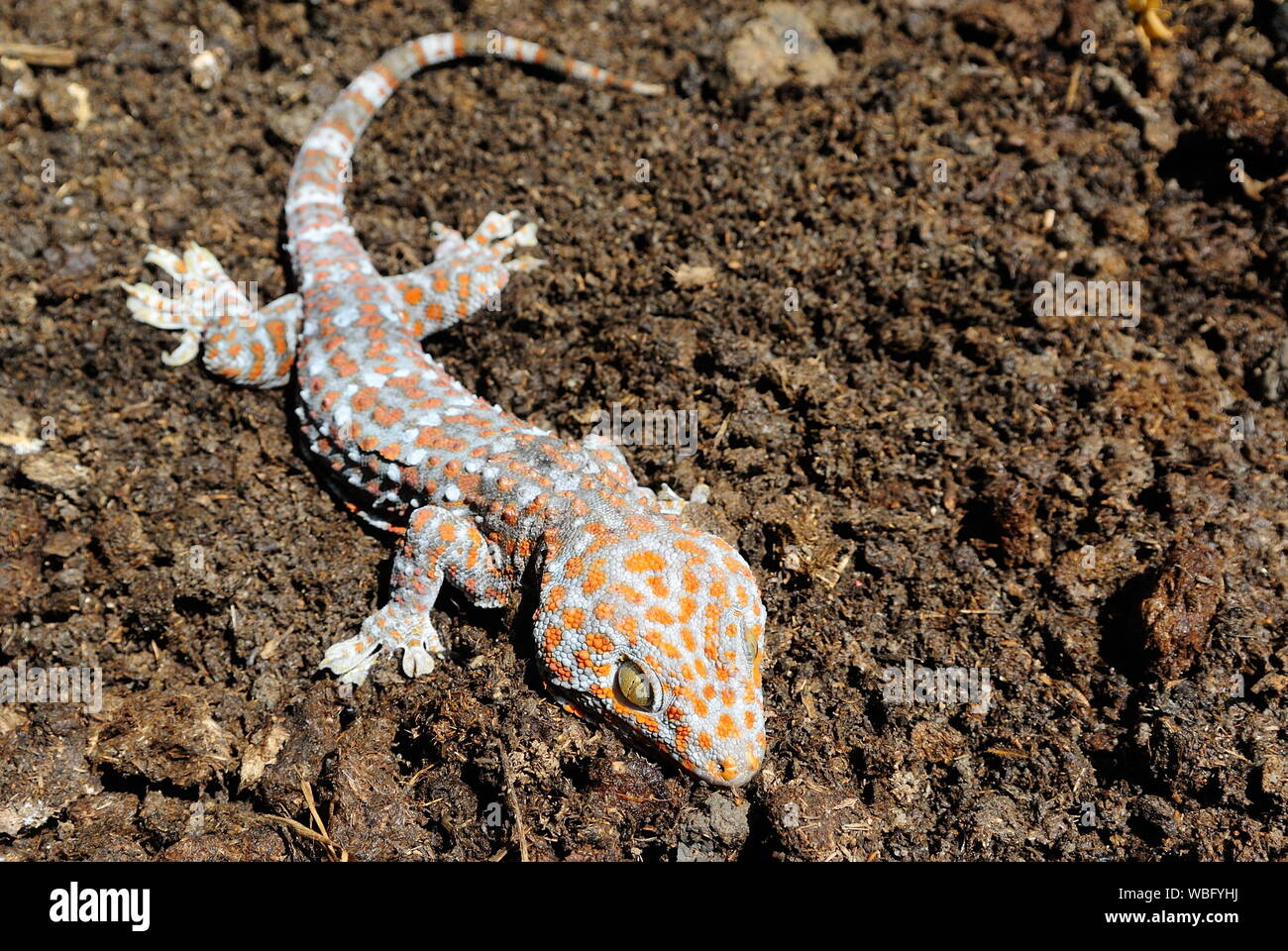Cow lizard hi-res stock photography and images - Alamy