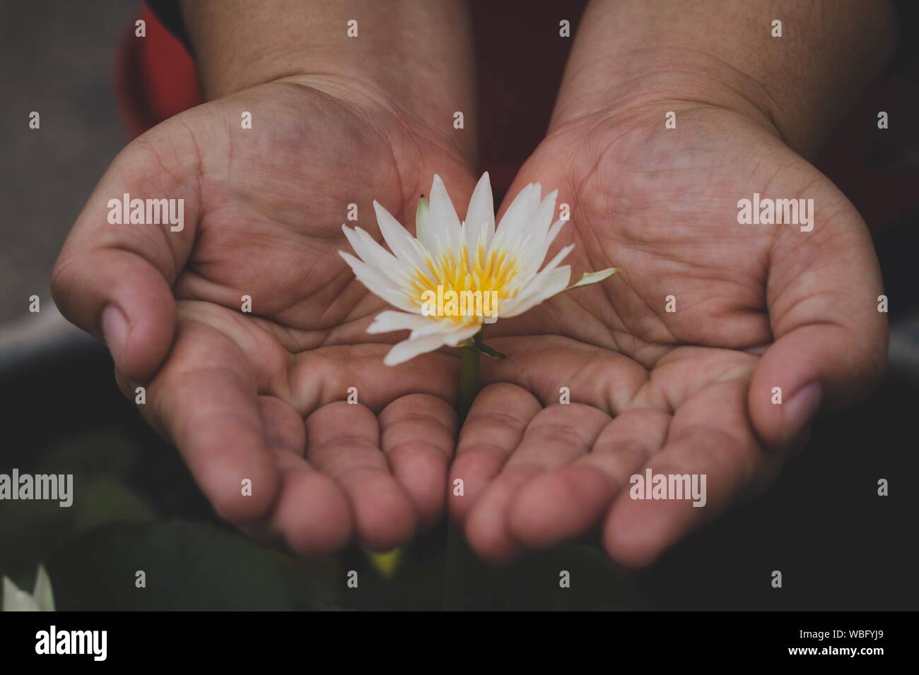 Hands Holding Lotus Flower High Resolution Stock Photography and Images ...