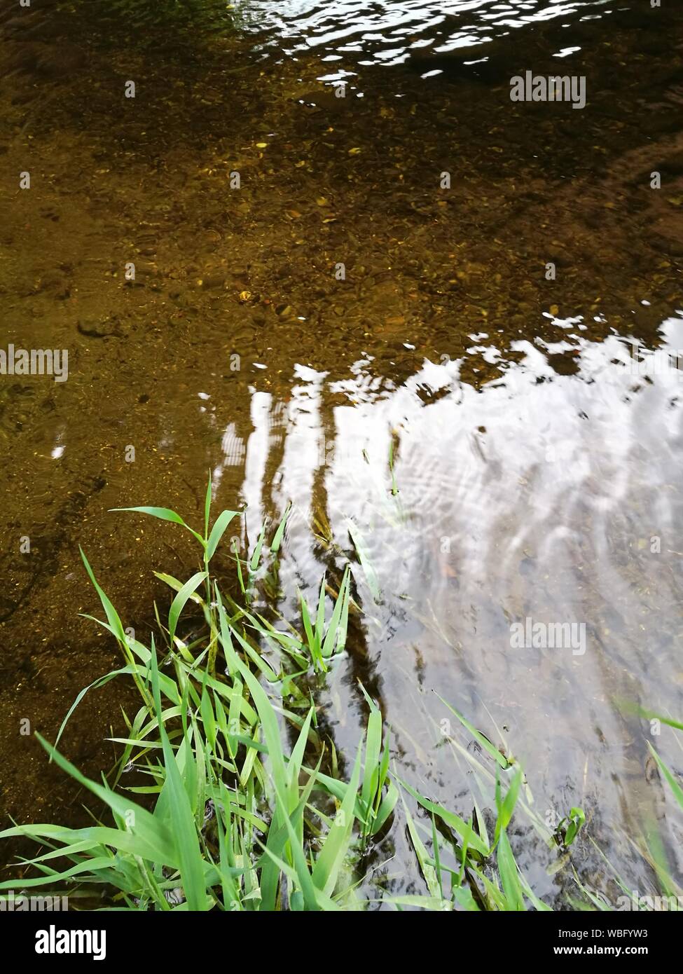 Grass in puddle hi-res stock photography and images - Alamy