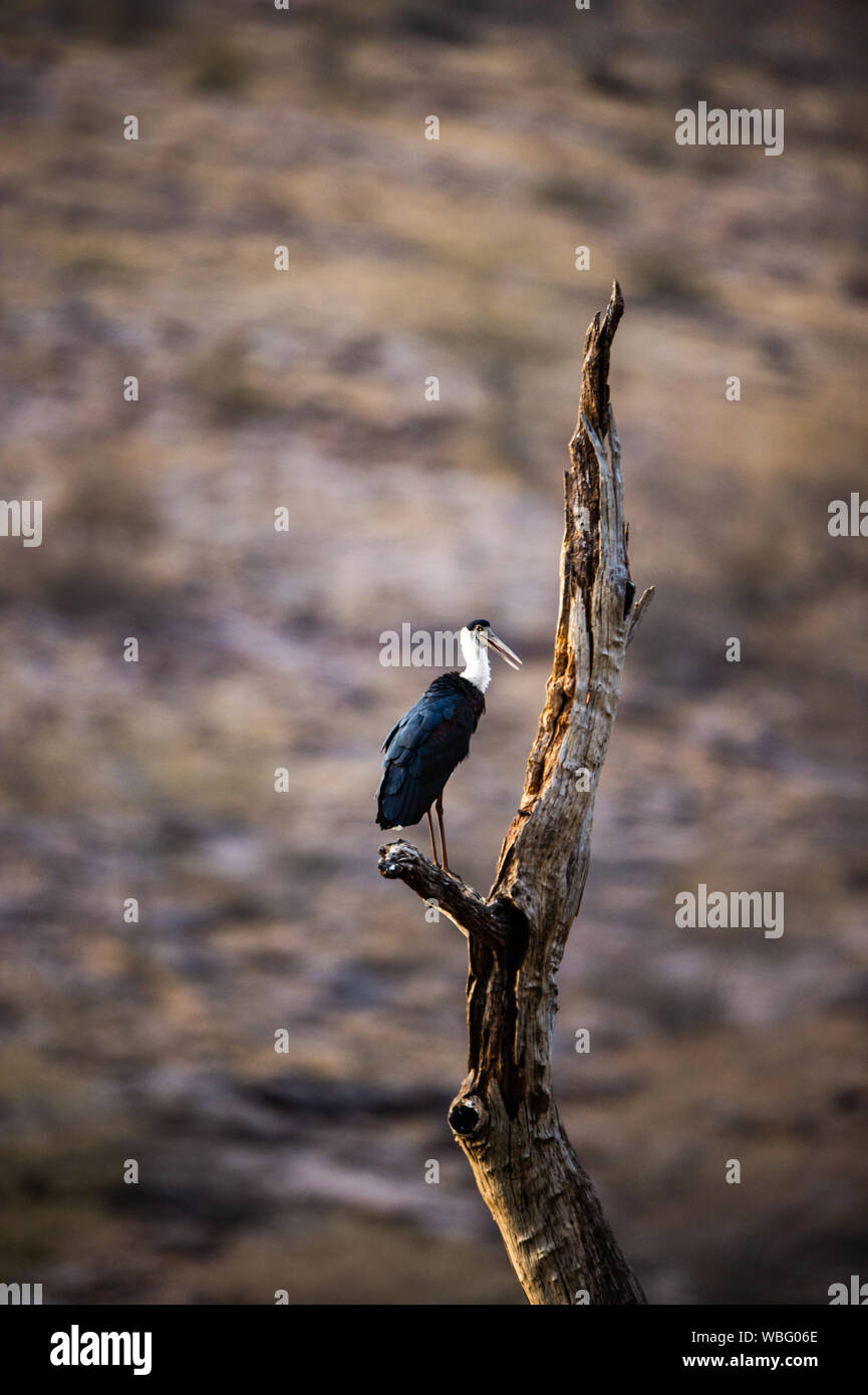 Asian woolly necked stork or Asian white necked stork bird pair on a ...