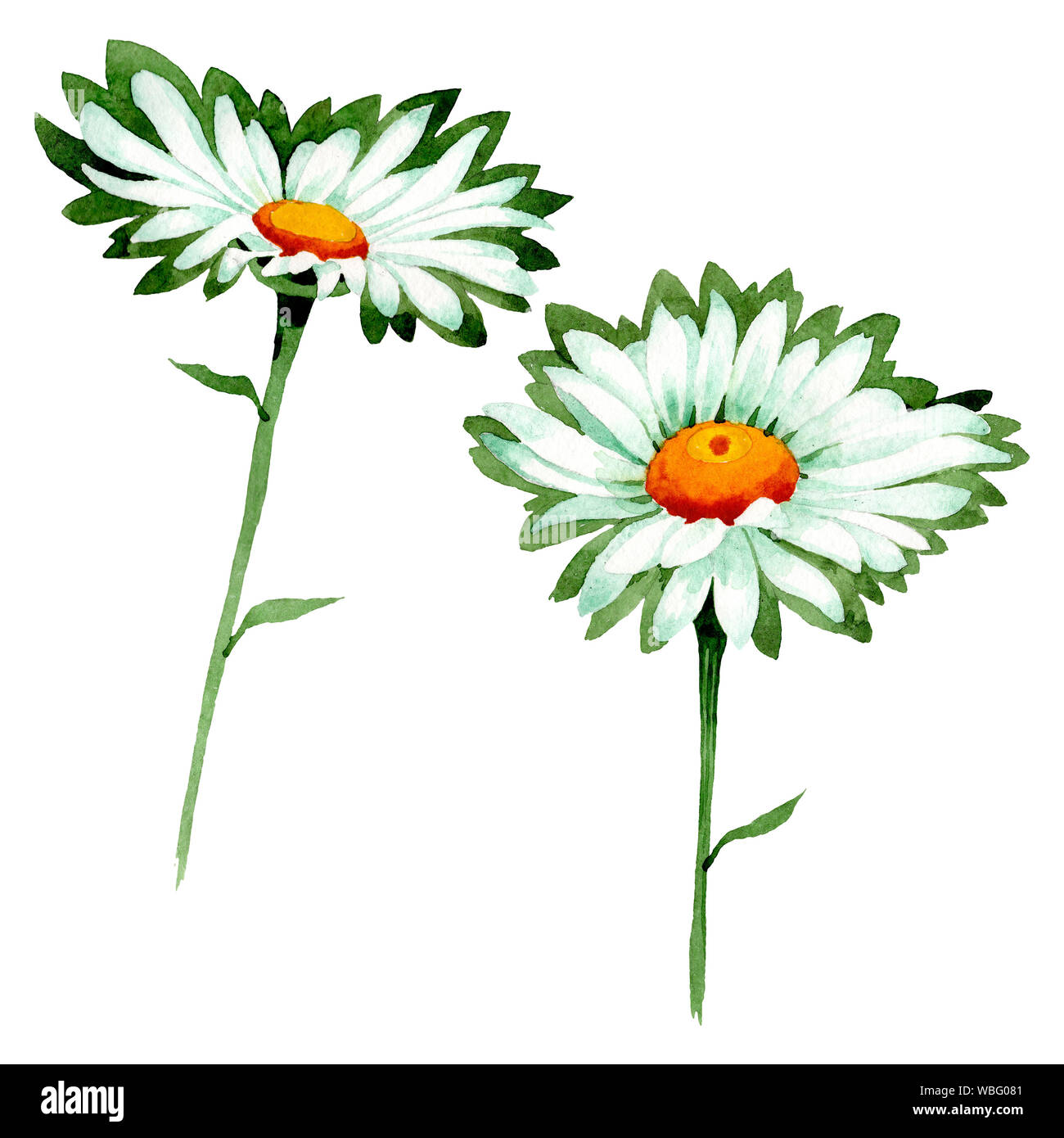 White daisy floral botanical flowers. Watercolor background ...