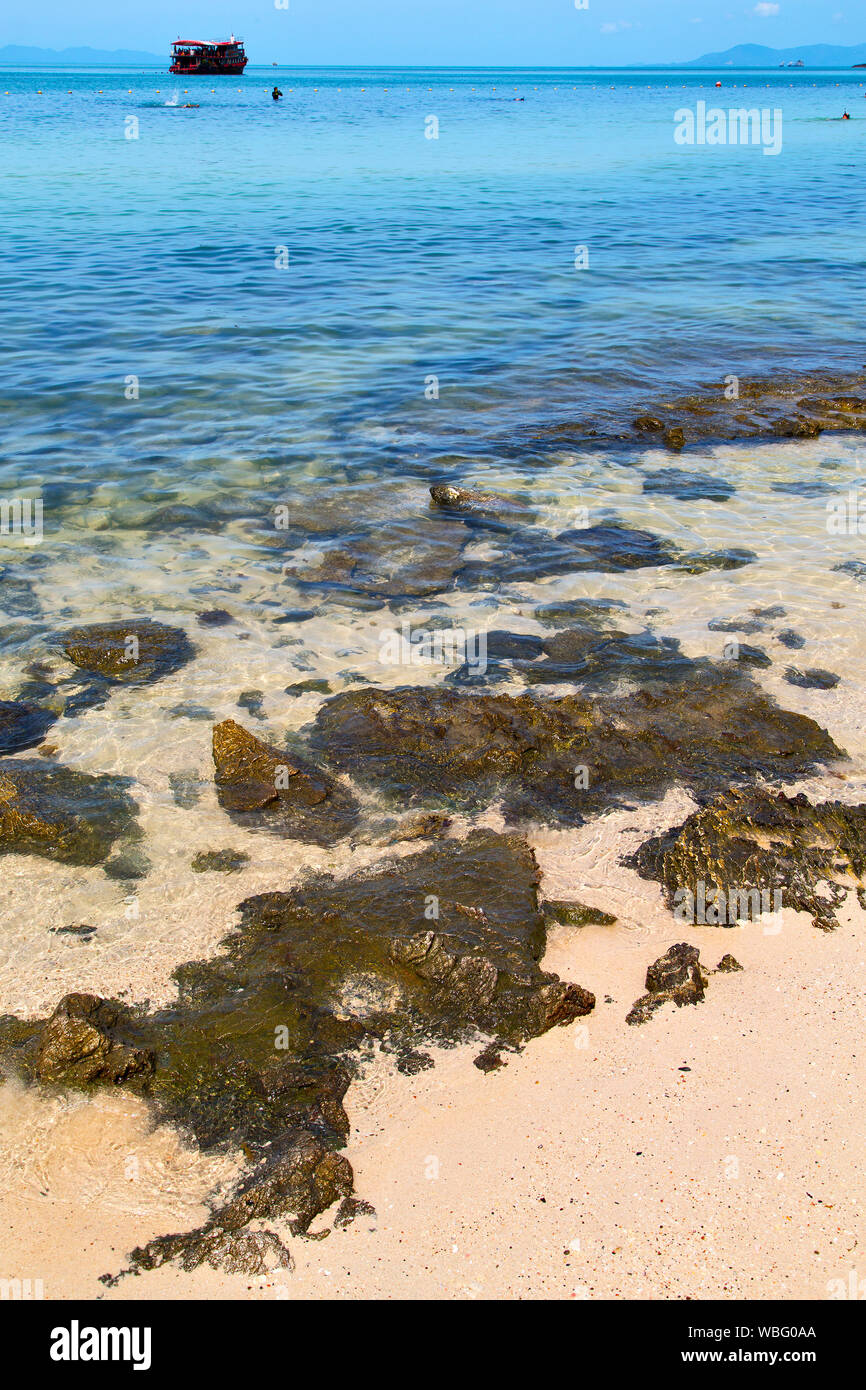 Algae on the beach hi-res stock photography and images - Alamy