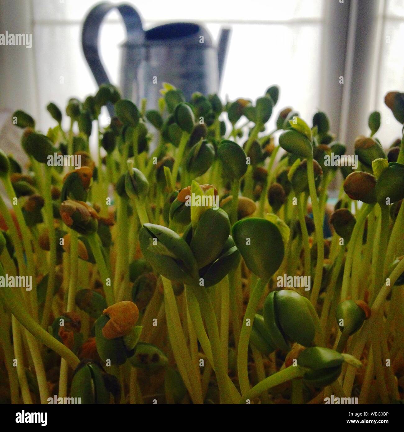 Soybean seedling hi-res stock photography and images - Alamy