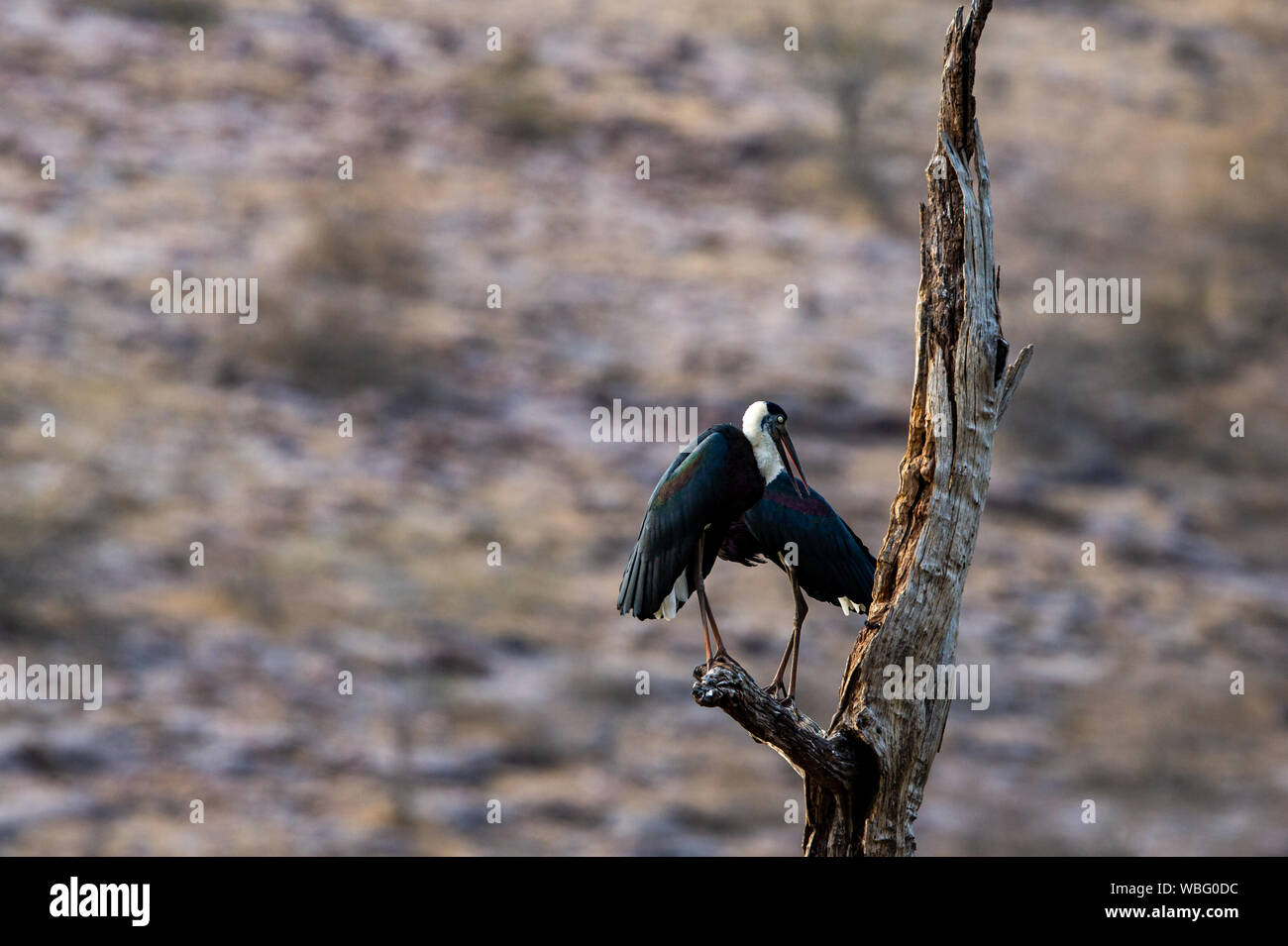 Asian woolly necked stork or Asian white necked stork bird pair on a ...