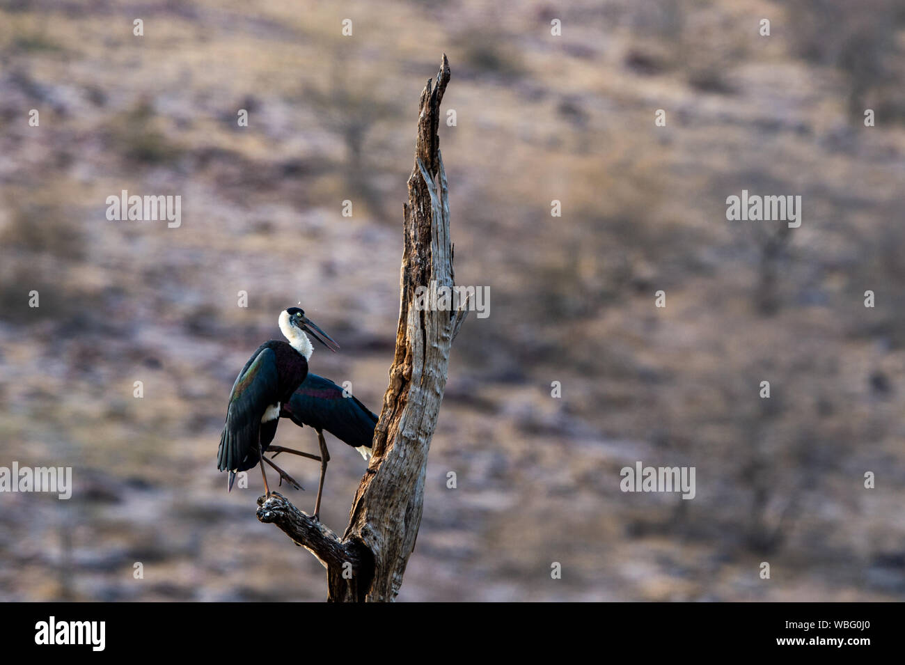 Asian woolly necked stork or Asian white necked stork bird pair on a ...