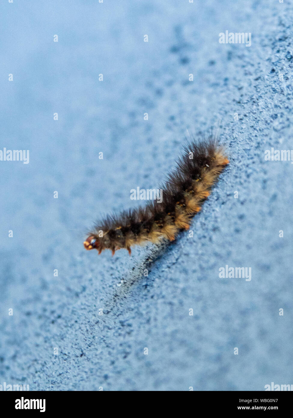 Caterpillar crawling along a wall Stock Photo - Alamy