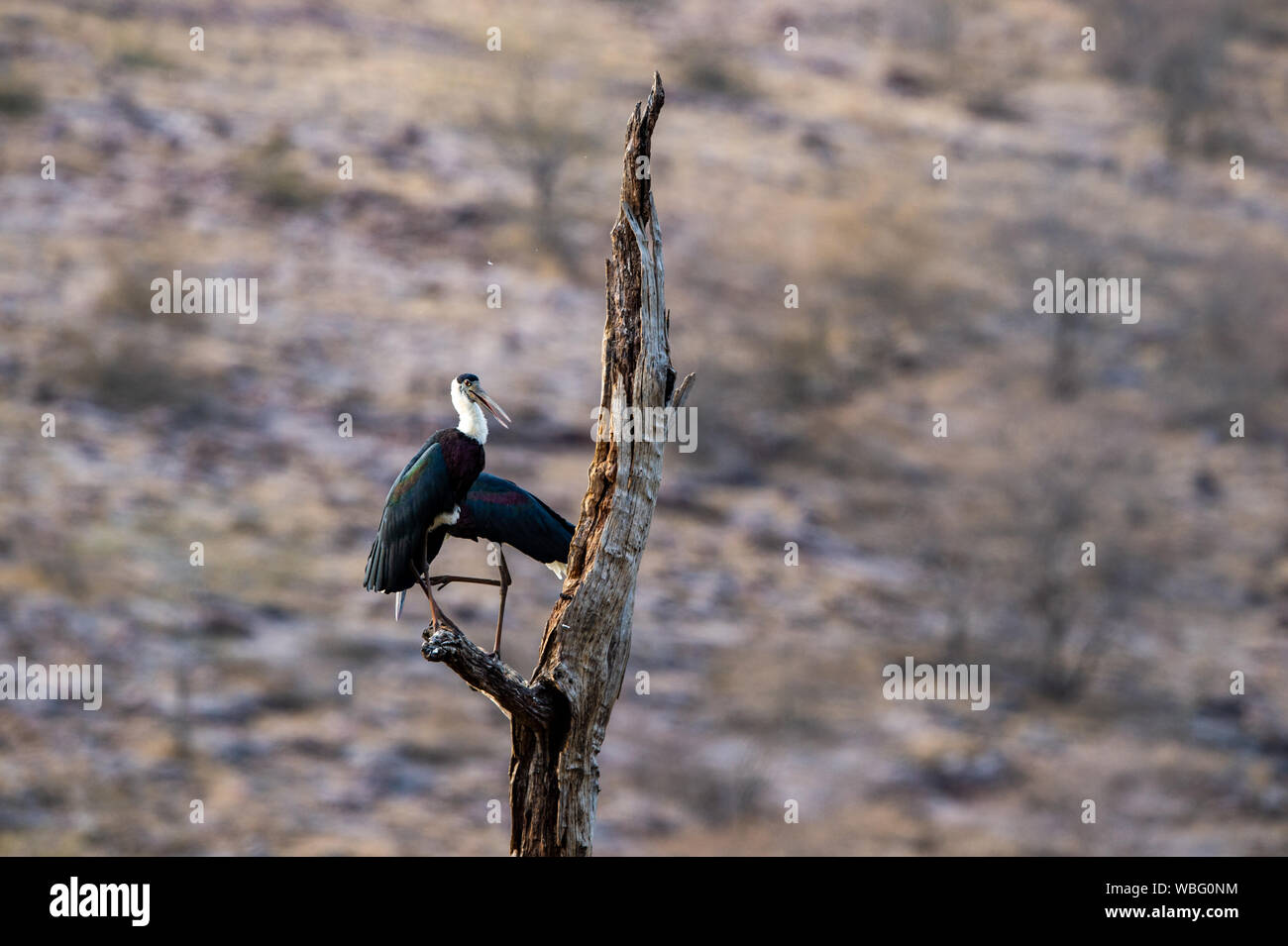 Asian woolly necked stork or Asian white necked stork bird pair on a ...