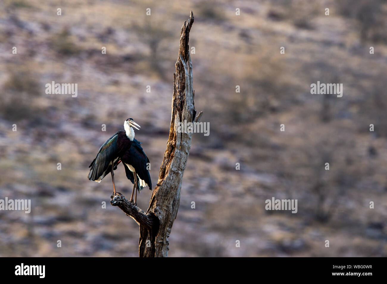 Asian whitenecked stork hi-res stock photography and images - Alamy