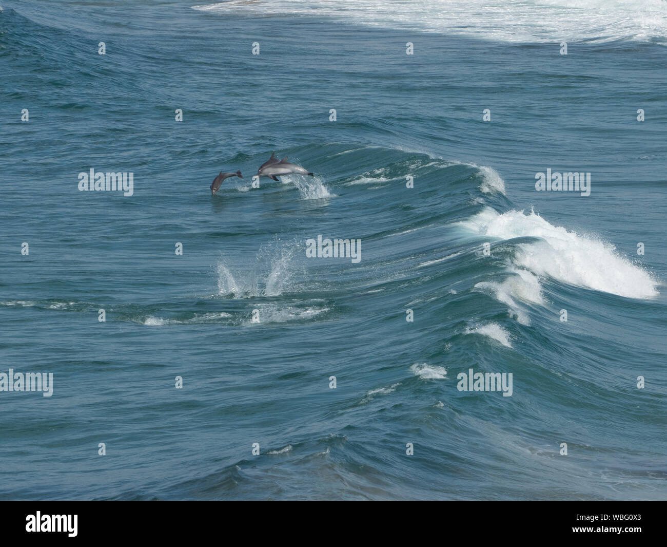 A large pod of wild Bottlenose Dolphins playing, diving and leaping ...