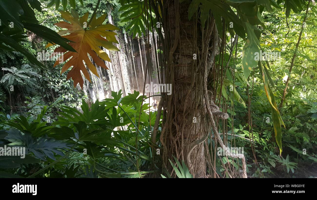 Around Tree Trunk High Resolution Stock Photography and Images - Alamy