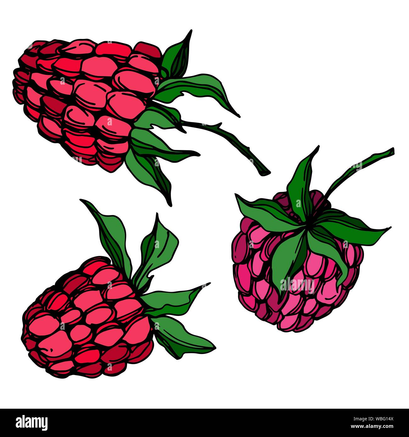 Vector Raspberry healthy food fresh berry isolated element. Black and ...