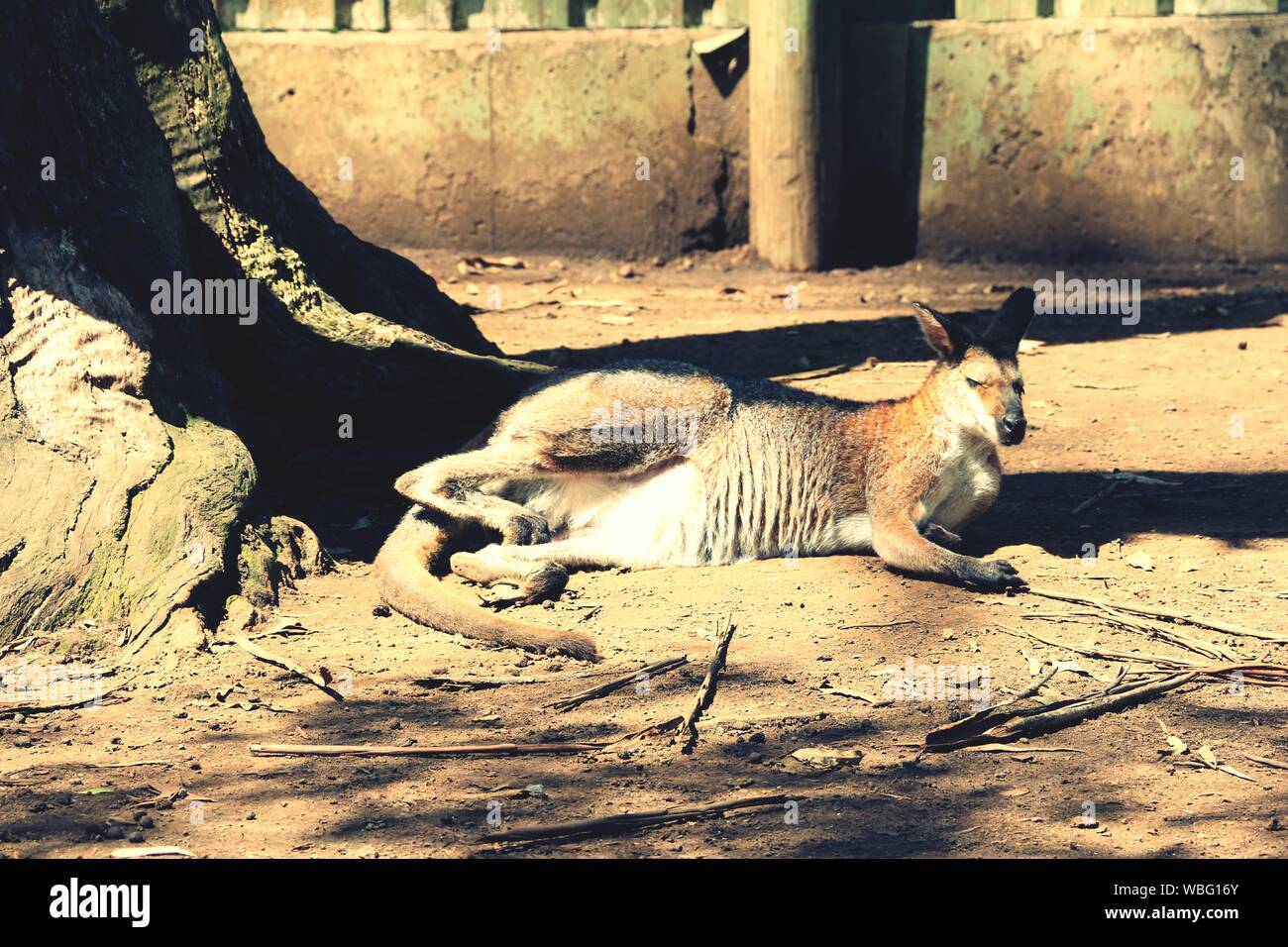 Kangaroo Lying Down High Resolution Stock Photography and Images - Alamy