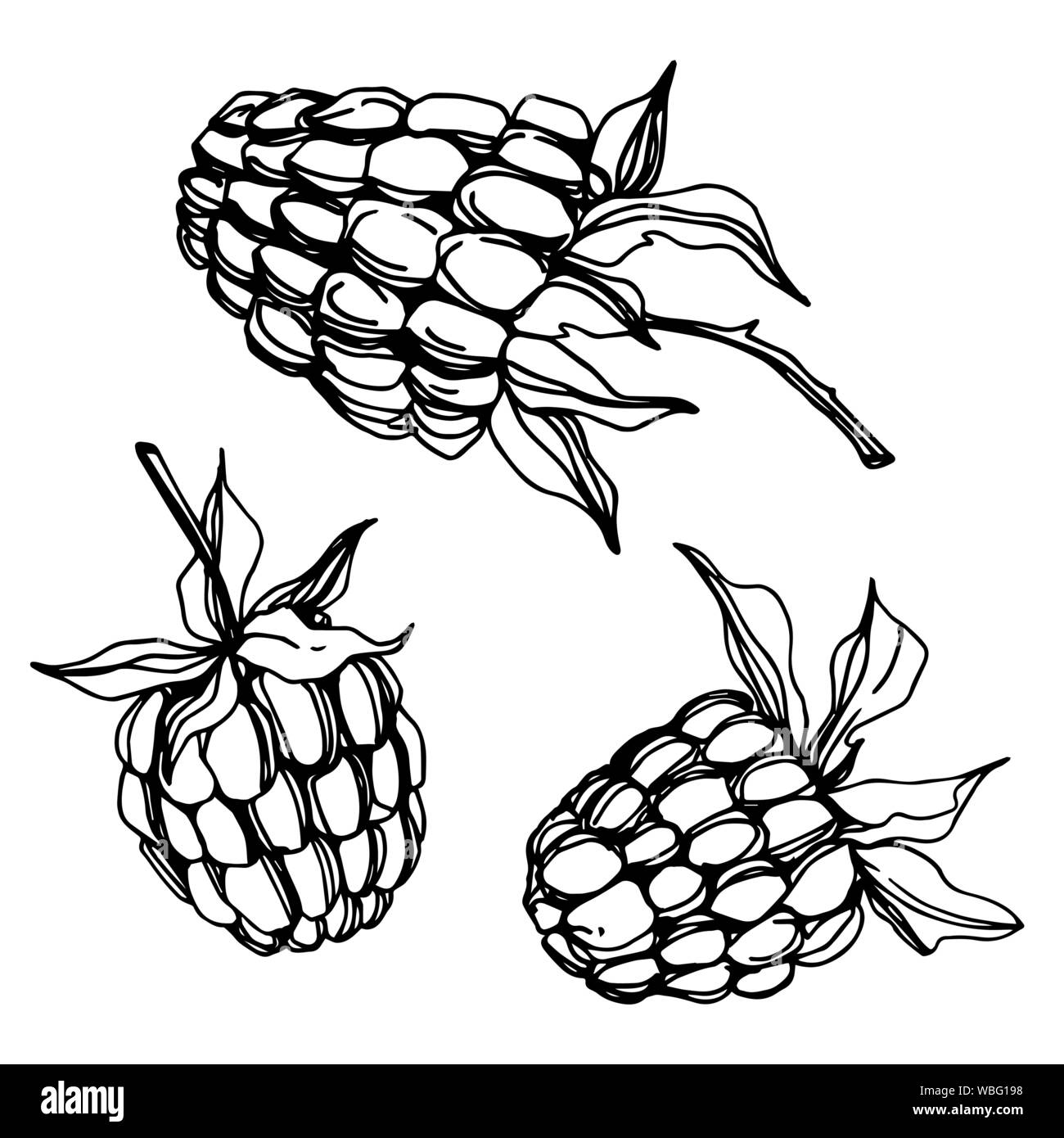 Vector Raspberry healthy food fresh berry isolated element. Black and ...