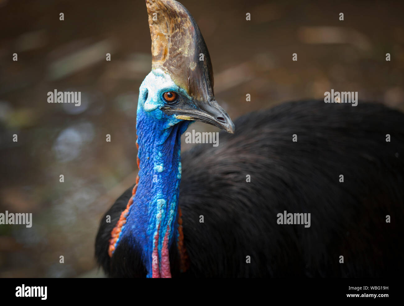 Cassowary eye hi-res stock photography and images - Alamy