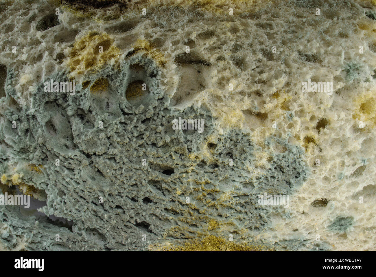 Spores on the sporangium of bread mold hi-res stock photography and ...