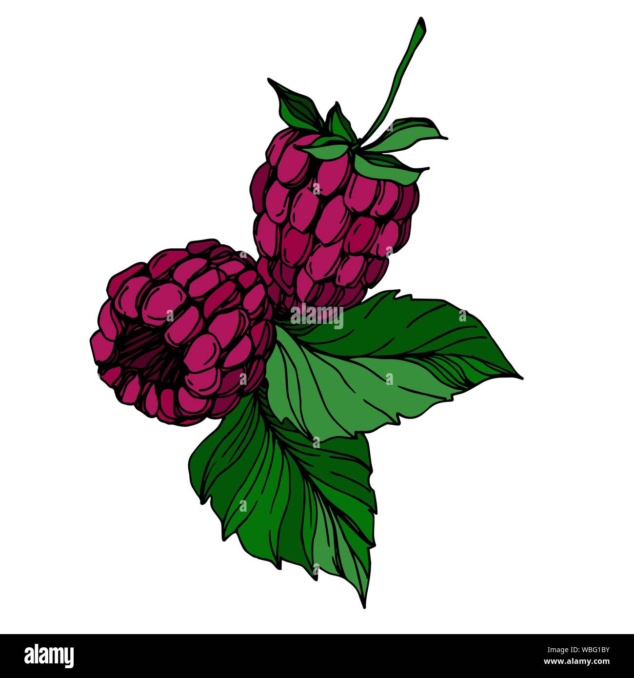 Vector Raspberry healthy food fresh berry isolated element. Black and ...