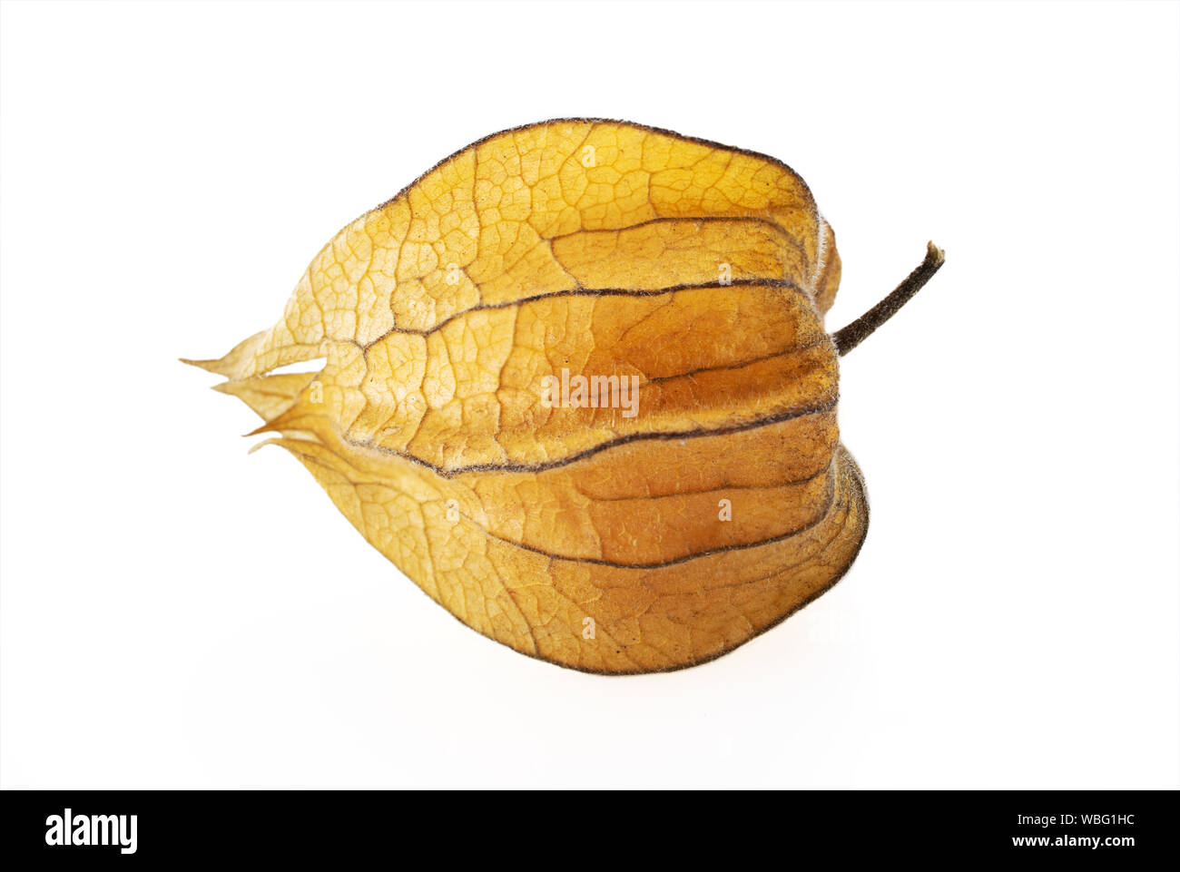 Physalis peruviana plant hi-res stock photography and images - Alamy