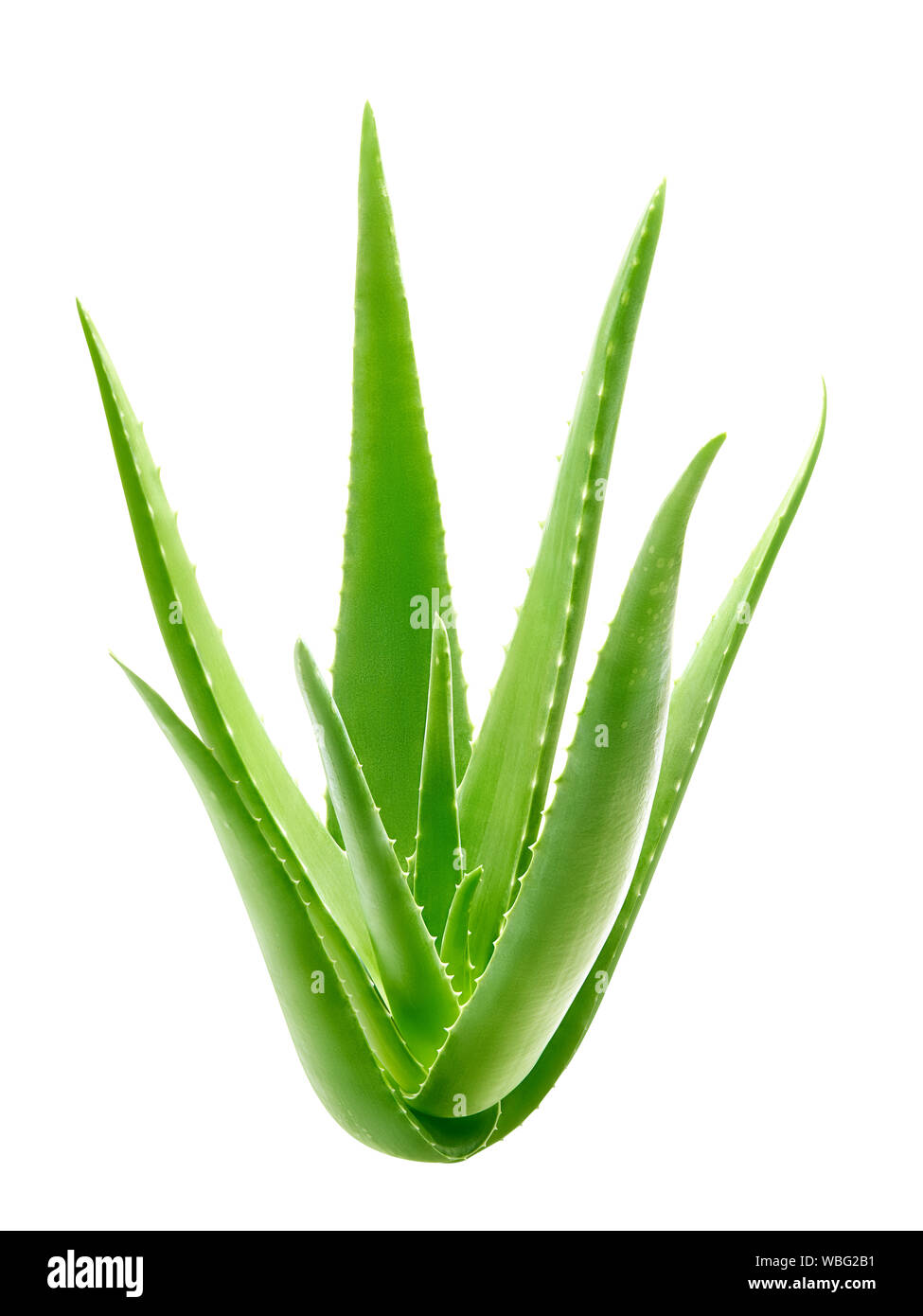 Single Aloe Vera Leaf