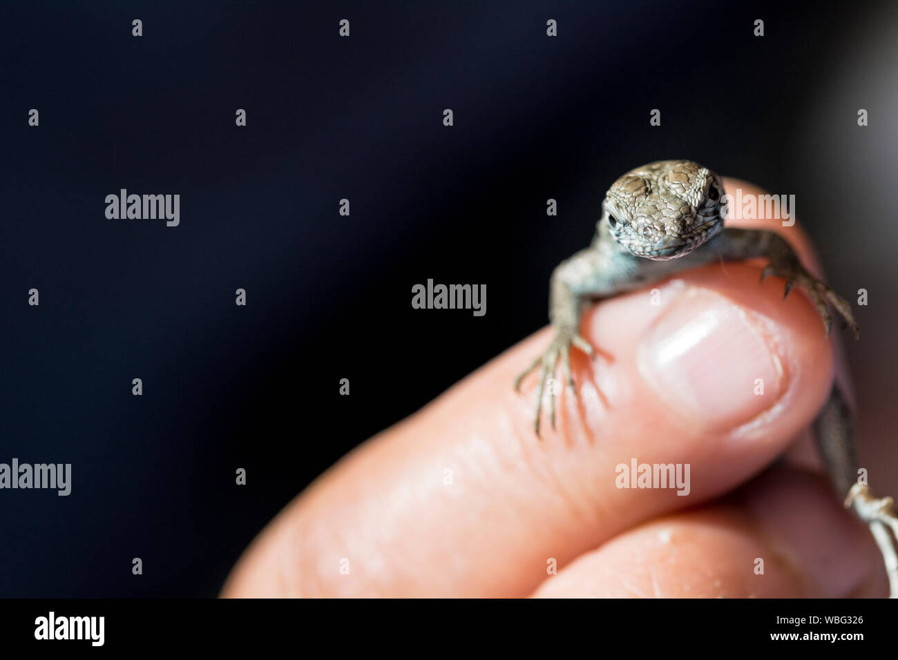 Hand holding lizard hi-res stock photography and images - Alamy