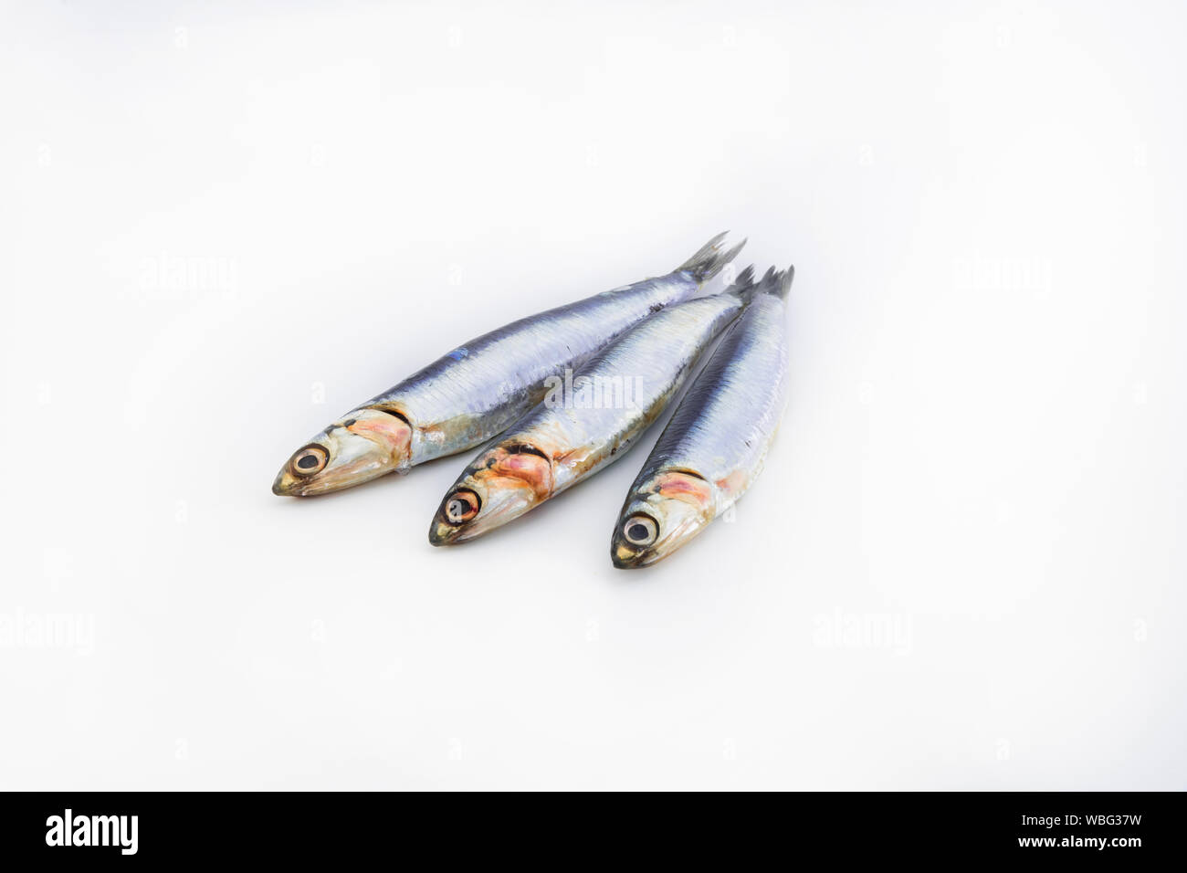 Top view of fresh sardines on a white background. Concept of seafood ...