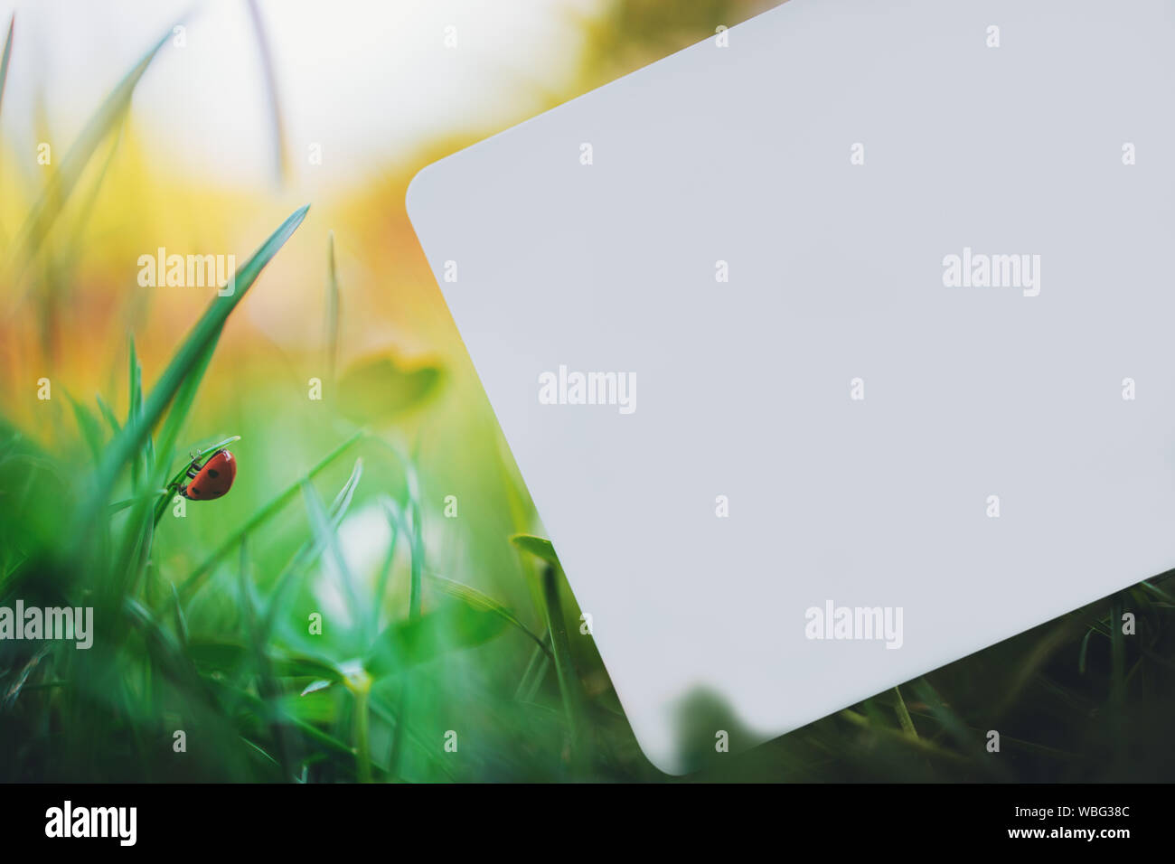 Ladybug design hi-res stock photography and images - Alamy