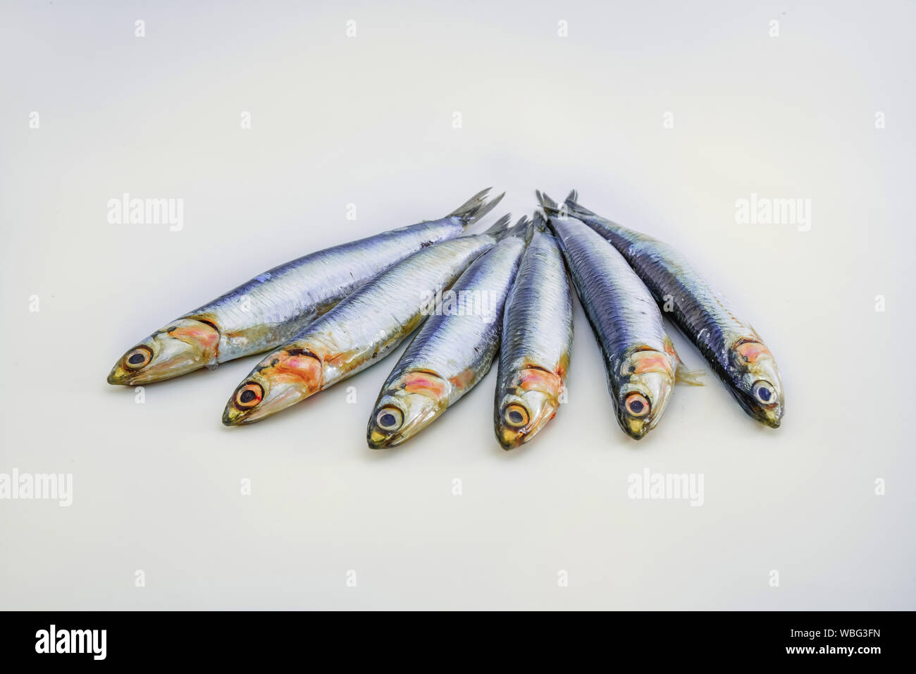 Concept of seafood. Four fresh sardines on a white background. Close-up ...