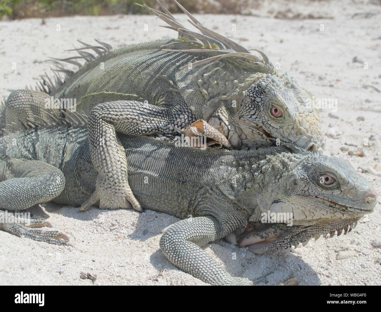 Iguana iguana mating hi-res stock photography and images - Alamy