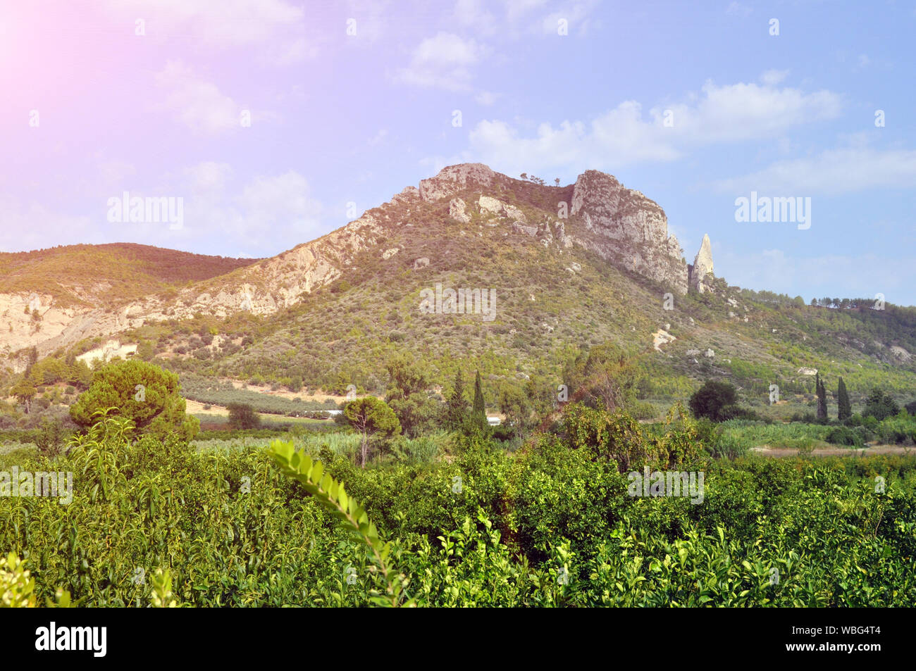 Tangerine Trees High Resolution Stock Photography and Images - Alamy