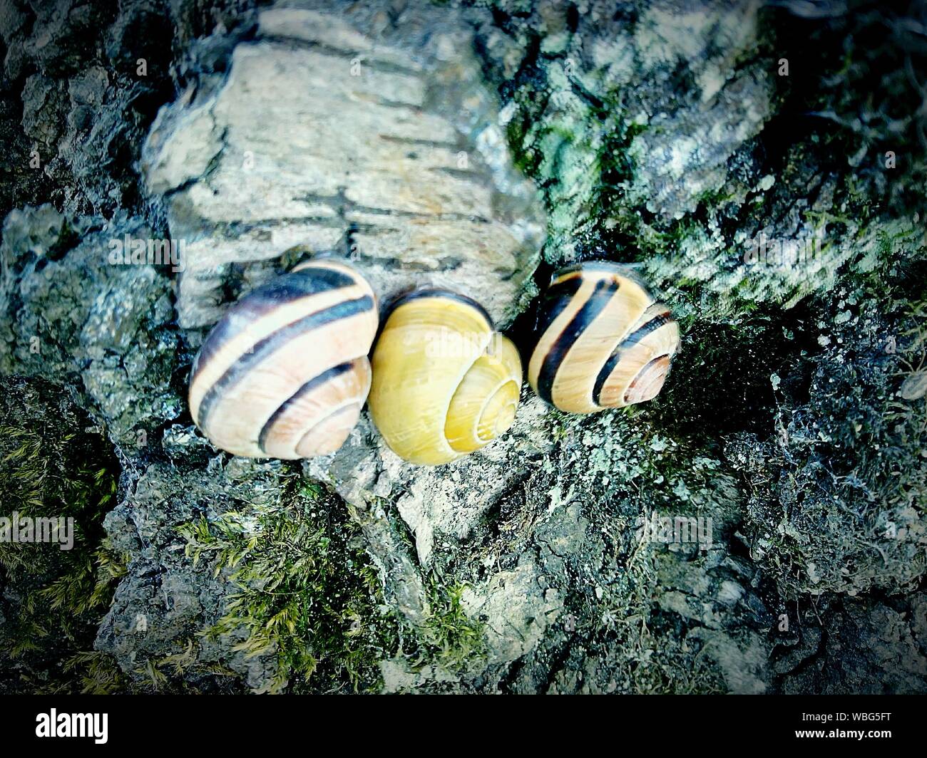 Shell underwater hi-res stock photography and images - Alamy