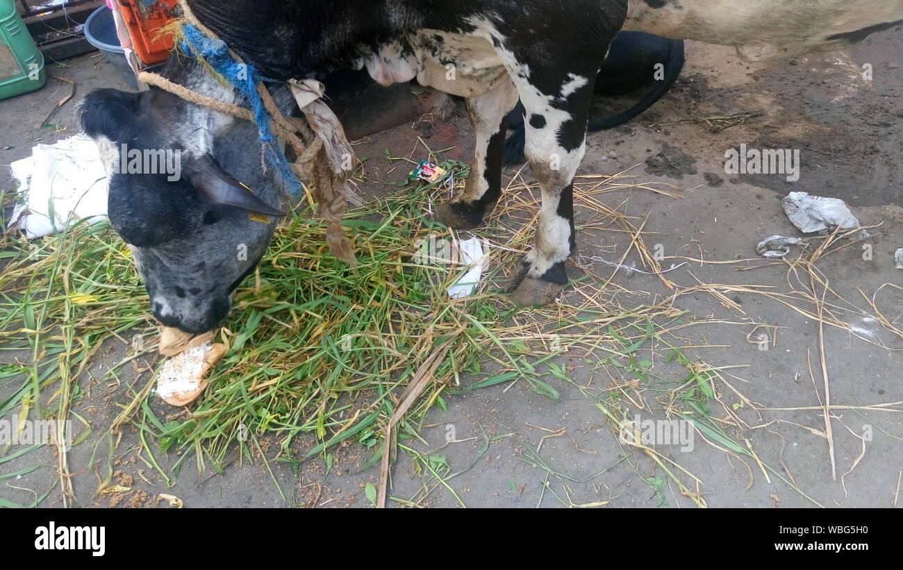 Animal back view cow hi-res stock photography and images - Alamy