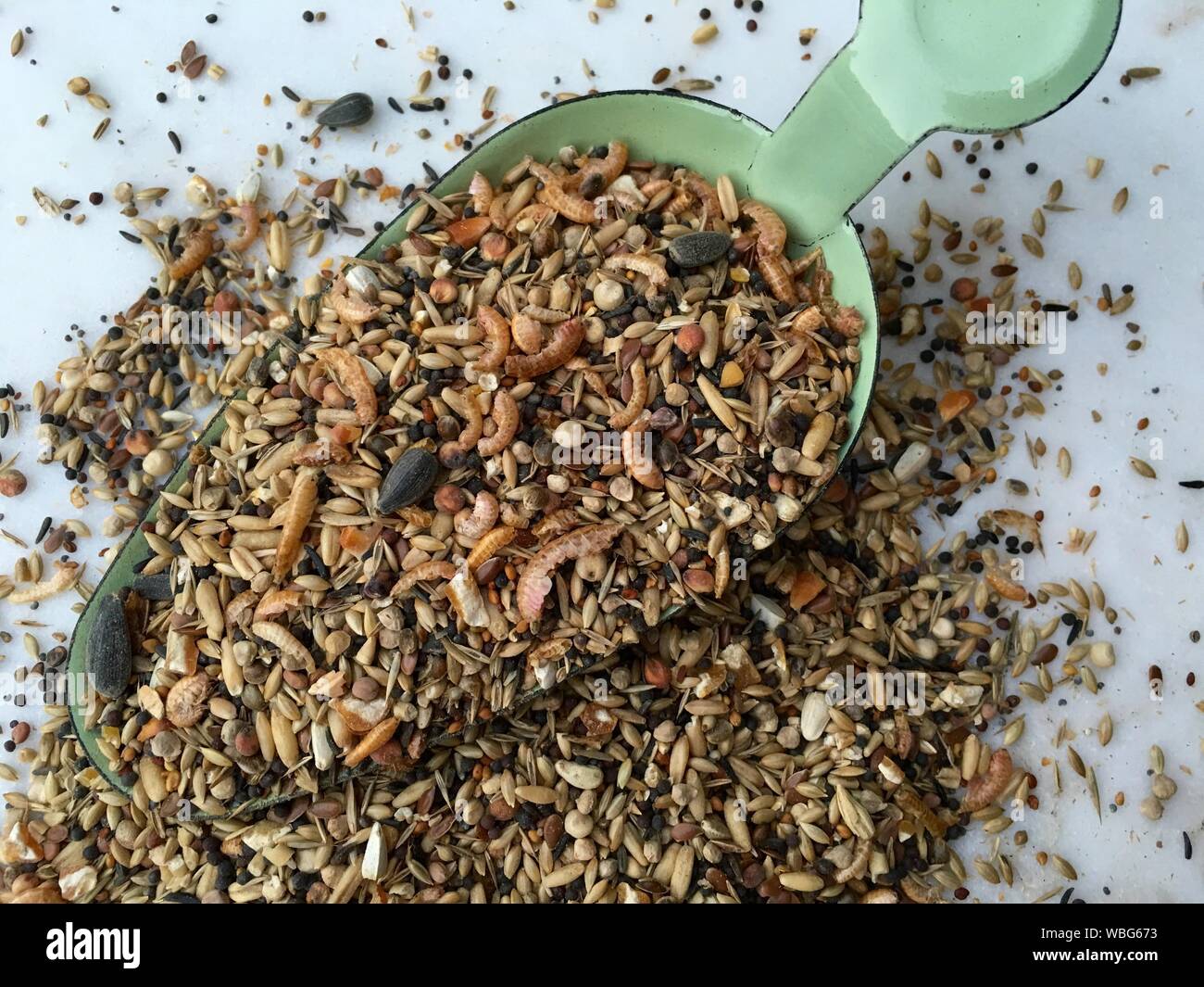 Worms and seeds hi-res stock photography and images - Alamy