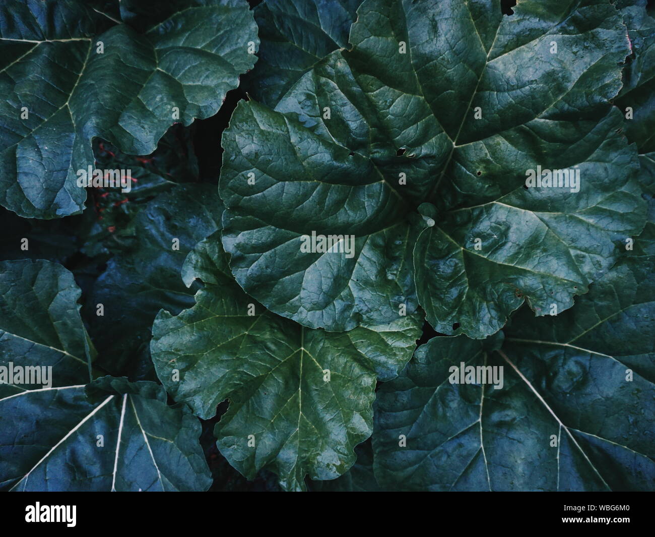 Rhubarb field hi-res stock photography and images - Alamy