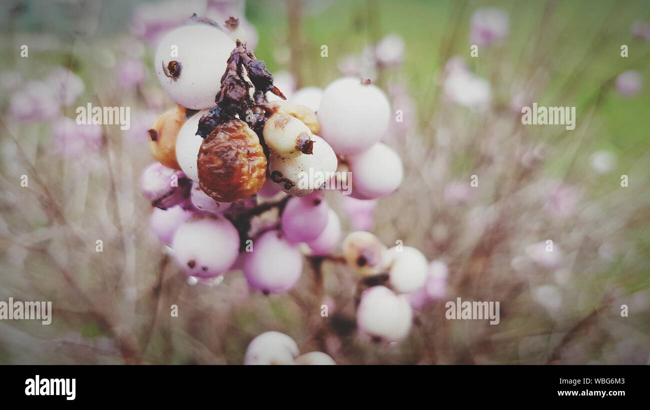 Rotten berry hi-res stock photography and images - Alamy