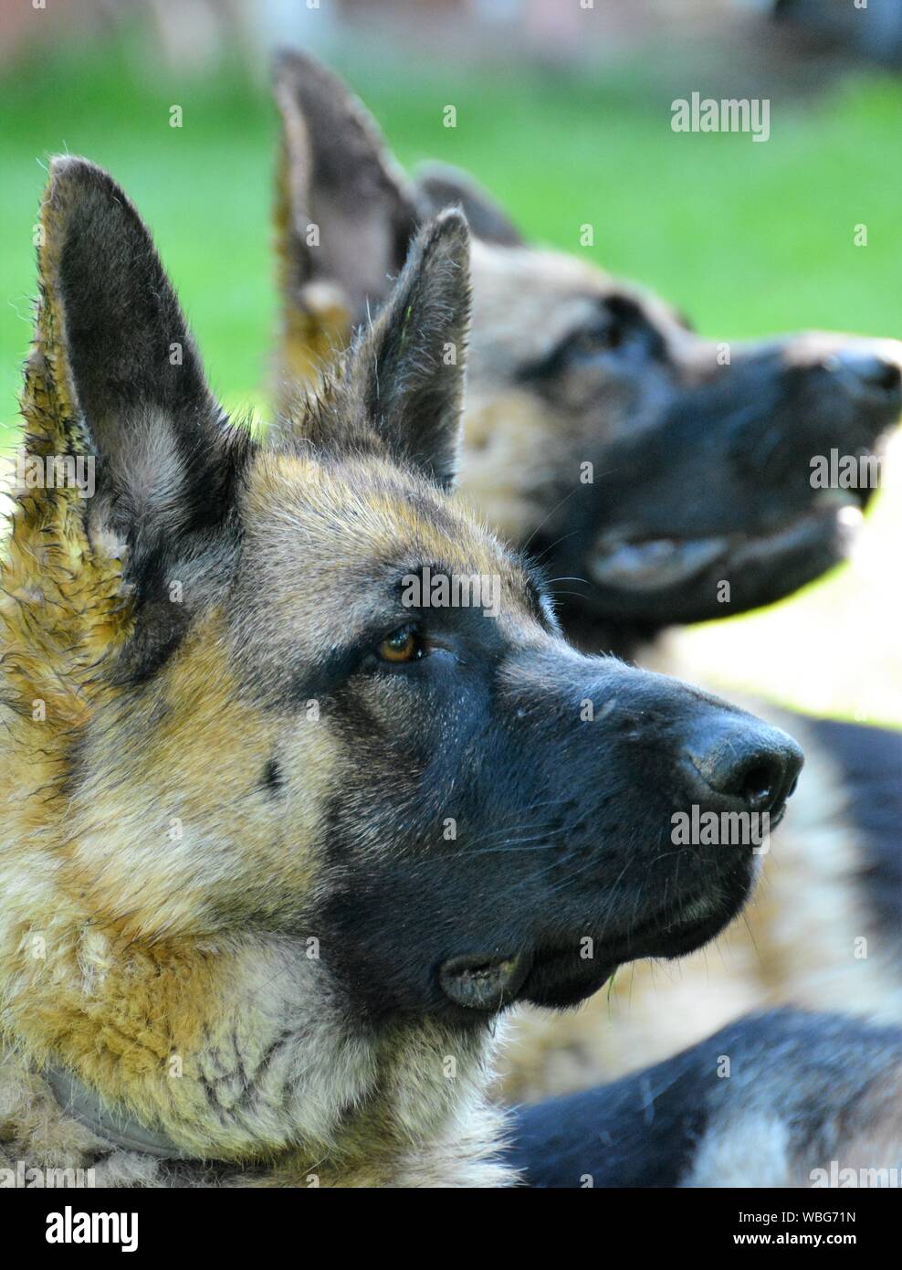 German shepherd close up hi-res stock photography and images - Alamy