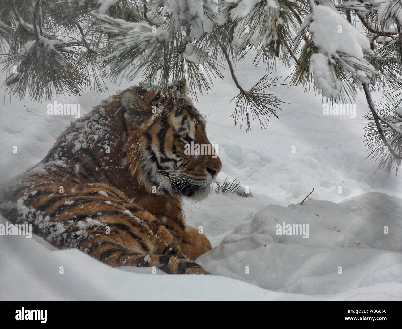 The tiger and the snow hi-res stock photography and images - Alamy