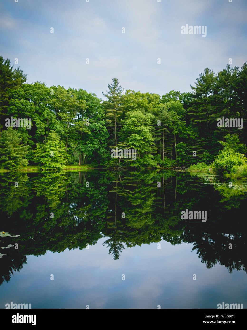 Green trees by the lake hi-res stock photography and images - Alamy