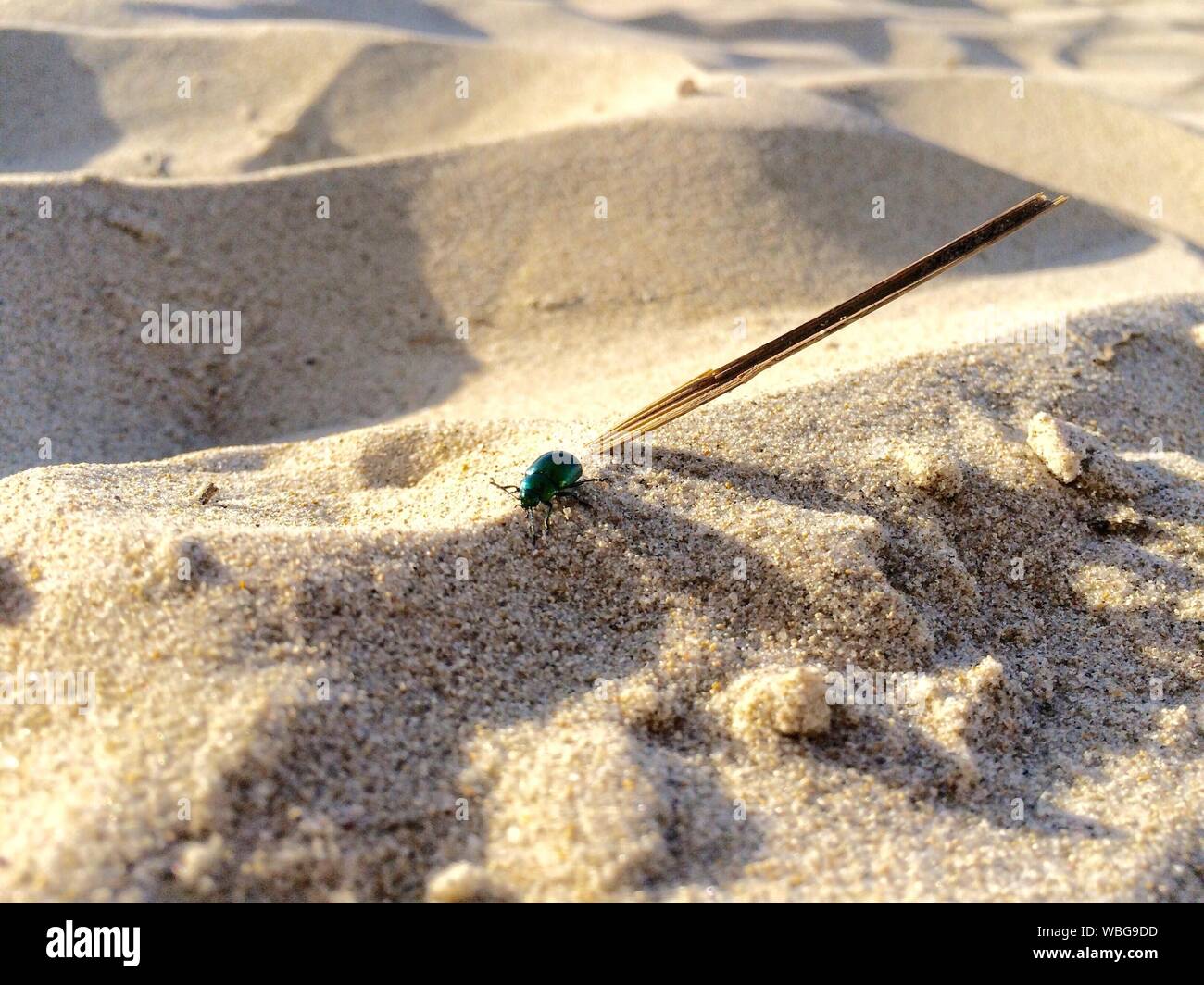 Sand Scarab Beetle High Resolution Stock Photography and Images - Alamy